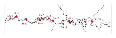 Joint Multifractal Analysis And Source Testing Of River Level Records