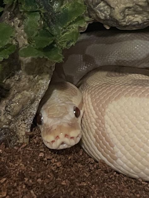 Happy Rosie peekin’ out after her tank deep-clean : r/ballpython