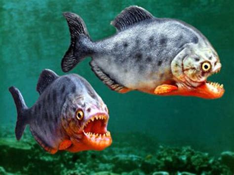 10 Interesting Amazon River Facts In Fact Collaborative