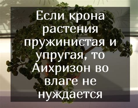Дерево любви Аихризон комнатное растение, цветок. Фото, уход в домашних ...