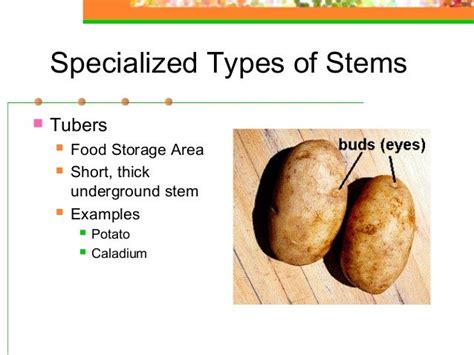 Tuber Stem Function
