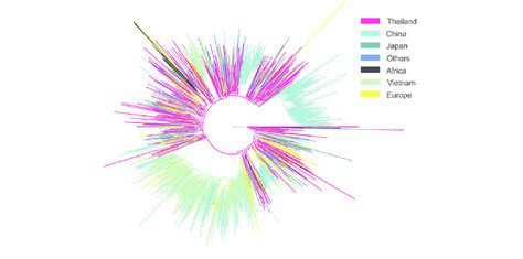 best scoring unrooted maximum likelihood tree estimated from raxml