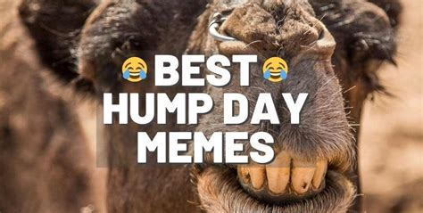 The Best Happy Hump Day Memes Hump Day Quotes Funny Wednesday Hump