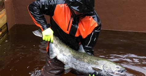 Salmon Eye Charters What Is Salmon Enhancement