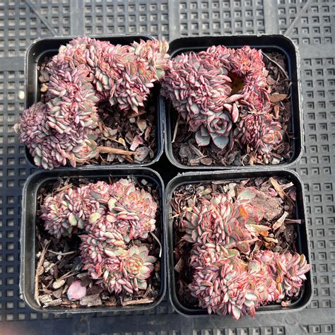 Echeveria Mozel Crest Rnt Succulents