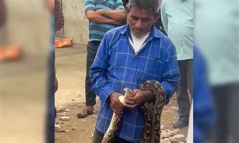 Guntur Python Strays Into Residential Area