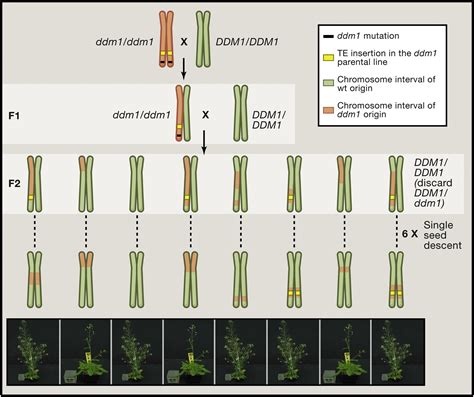 Somatic Cell And Gamete Similarity Ophsany