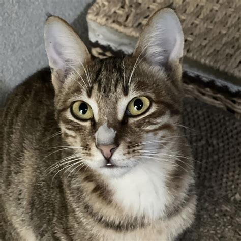 Sd Concepts Library Musecat · Hugging Face