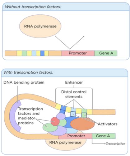 Biol 308 Set 7 Flashcards Quizlet