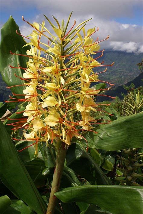 Yellow Hawaiian Ginger Plants Yellow Ginger Grows Wild Here Theyre