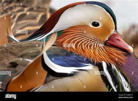 The Male Mandarin Duck Known For Its Vibrant Plumage And Striking