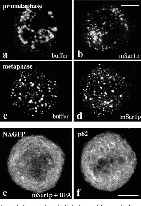 Figure 1 From An Ordered Inheritance Strategy For The Golgi Apparatus