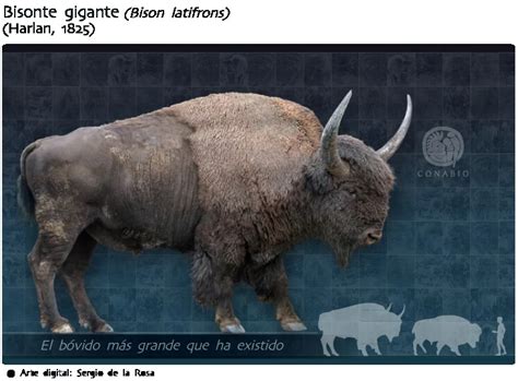 Bison Latifrons Size Comparison