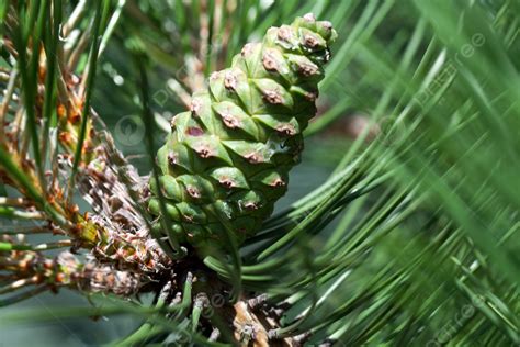 Pine Tree Cone Snow Pinecone Environment Photo Background And Picture For Free Download Pngtree