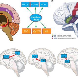 A A Schematic Illustration Of The Cingulate Cortex That Contains Four Download Scientific