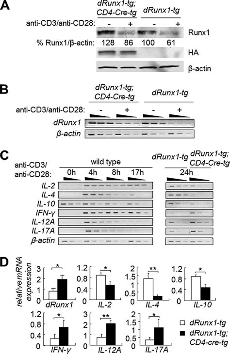Effects Of Distal Runx1 Over Expression On The Expression Of Various Download Scientific
