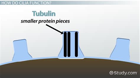 Cilia In Cells Characteristics Structure And Function Lesson