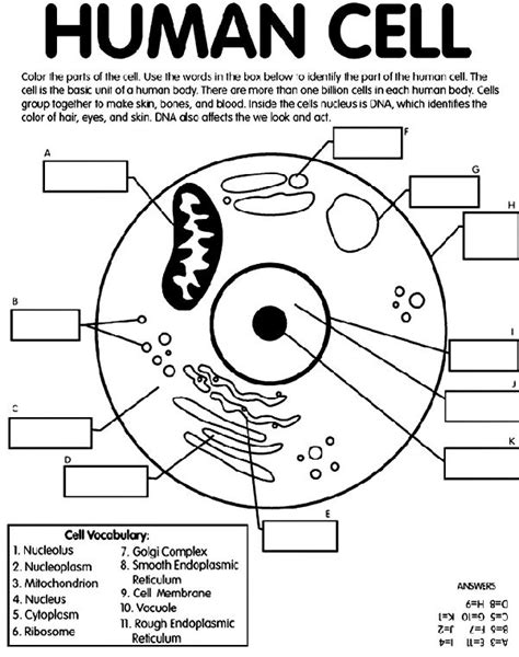 interactive worksheet on cells