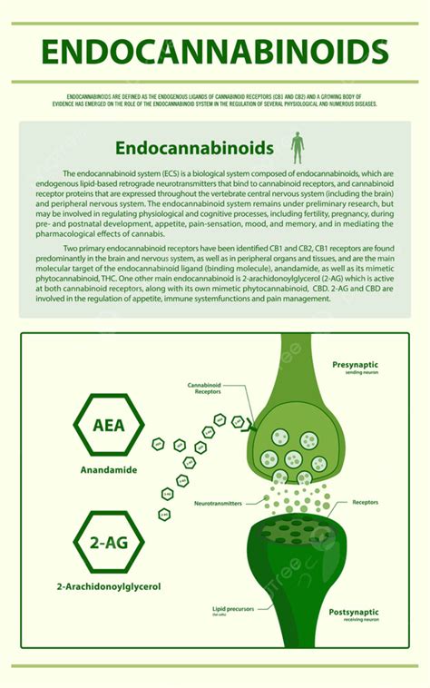 Endocannabinoids Vertical Infographic Illustration About Cannabis As Herbal Alternative Medicine