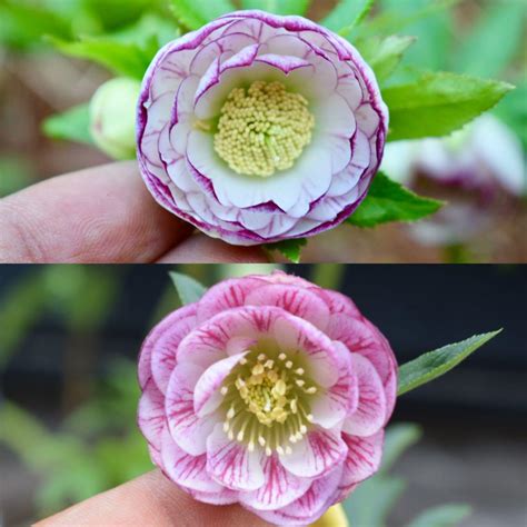 クリスマスローズ苗 Ddプリマヴェーラ 微ベイン×ddプリマヴェーラベイン 2本 メルカリ