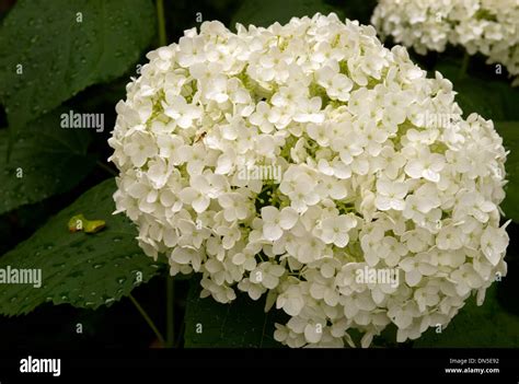 Closeup Of A White Hydrangea Or Hortensia Plant Pom Pom Flowers