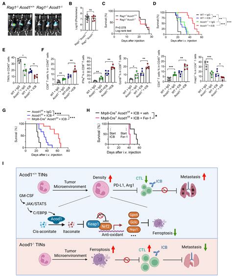 Neutrophils Resist Ferroptosis And Promote Breast Cancer Metastasis Through Aconitate