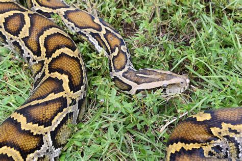 Why Is The Burmese Python Invasive Impact Guide