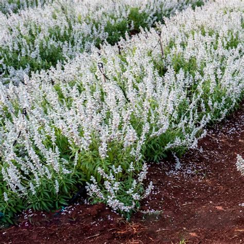 Salvia Victoria White Garden Express