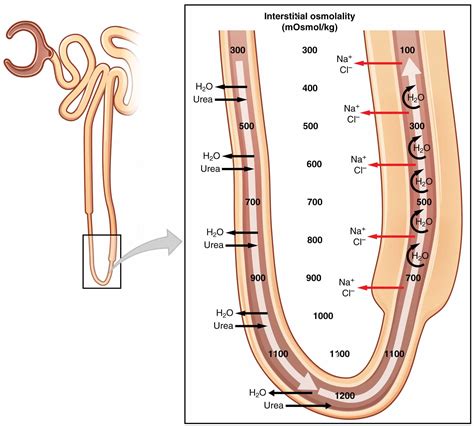 the loop of henle function diuretics teachmephysiology