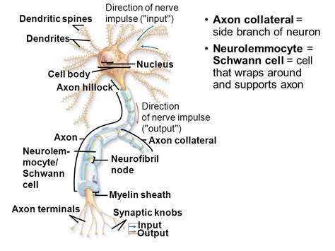 Chapter 14 Nervous Tissue Neuron Single Cell Nerve Bundle Of Cells Targeting Same Muscle