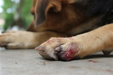 My Dogs Paw Is Bleeding What Should I Do Vet Reviewed Reasons And Tips