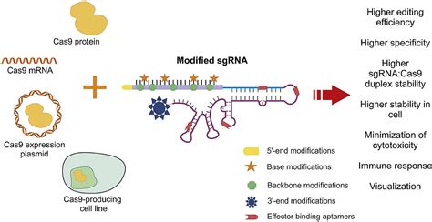 Custom Single Guide RNA SgRNA Synthesis Nucleic Acid Formulation CD Formulation