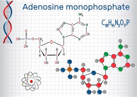 Premium Vector Adenosine Monophosphate Amp Molecule
