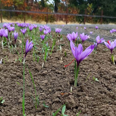 How To Grow Saffron Flower At Angelina Varley Blog