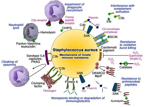 Virulence Factors Of Staphylococcus Aureus And Their Roles Learn Microbiology Online