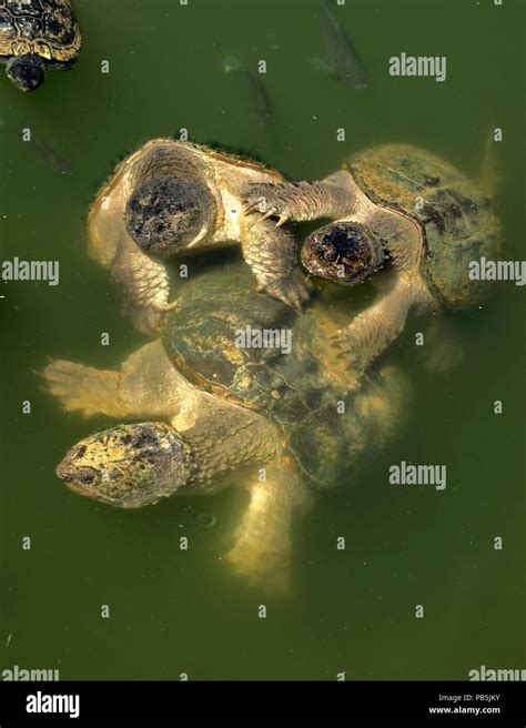 Female Snapping Turtle Hi Res Stock Photography And Images Alamy