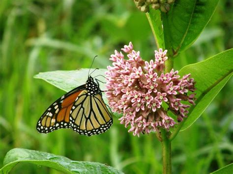 Habitat At Home Growing Milkweed Conserving Carolina