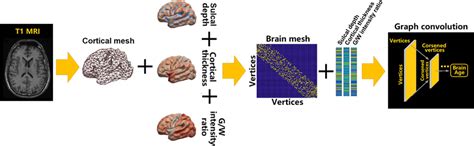 The Graph Based Convolutional Network For Brain Age Prediction