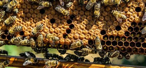 Bee Colonies A Detailed Overview Of How They Work BeehiveHero