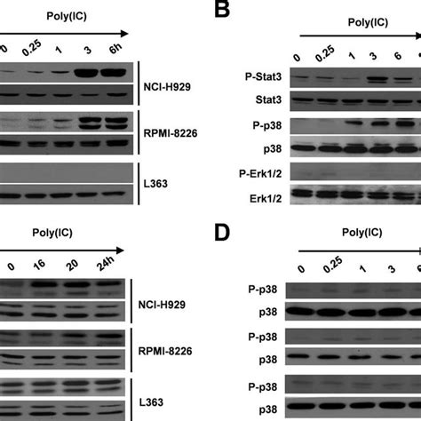 Polyic Induces Stat1 P38 Mapk And Erk12 Activation In Hmcl That Download Scientific
