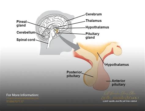 Anterior Pituitary Gland Location