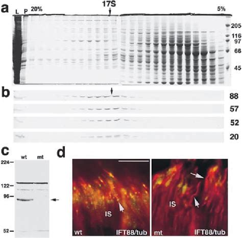 Photoreceptor Outer Segment Semantic Scholar
