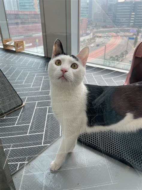 5살 고양이 무료분양합니다 무료분양 유기견보호센터