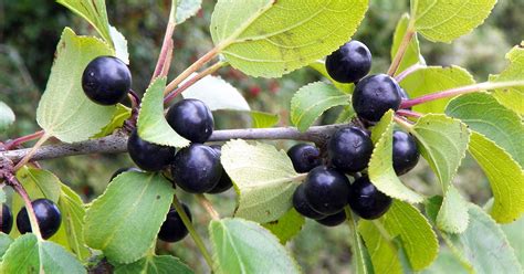 How To Get Rid Of Buckthorn The Garden Magazine