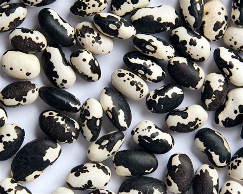 White Spots On Black Beans At Matthew Gamache Blog