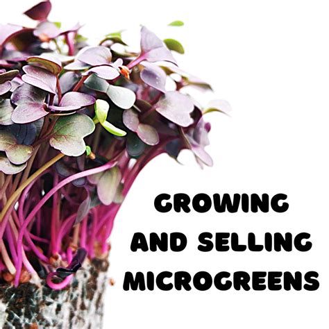 Growing And Selling Microgreens An Urban Farming Business Dengarden