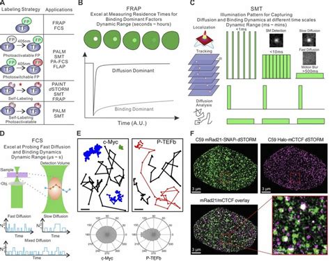 Methods For Imaging Tf Dynamics And Subnuclear Structures In Single Download Scientific Diagram