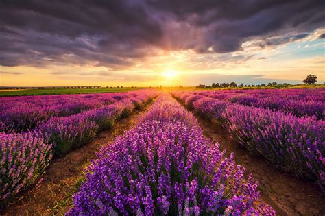 Lavender Pretty Wallpapers Wallpaper Cave