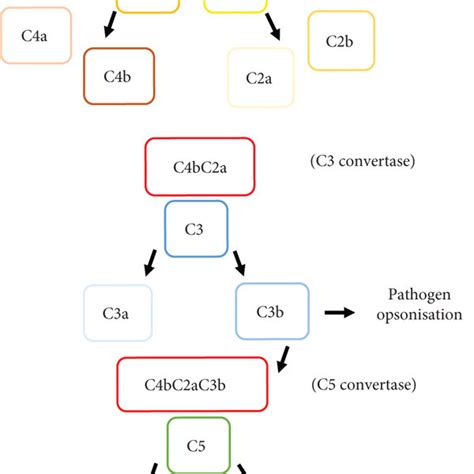 Ficolin Structure And The Lectin Complement Pathway A Mbl Is