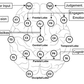 EEG Electrodes And Related Neural Functions Download Scientific Diagram